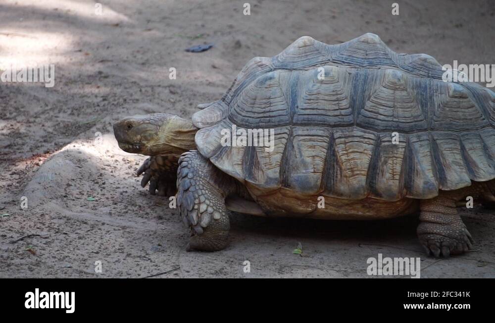 Aldabra tortoise people Stock Videos & Footage - HD and 4K Video Clips ...