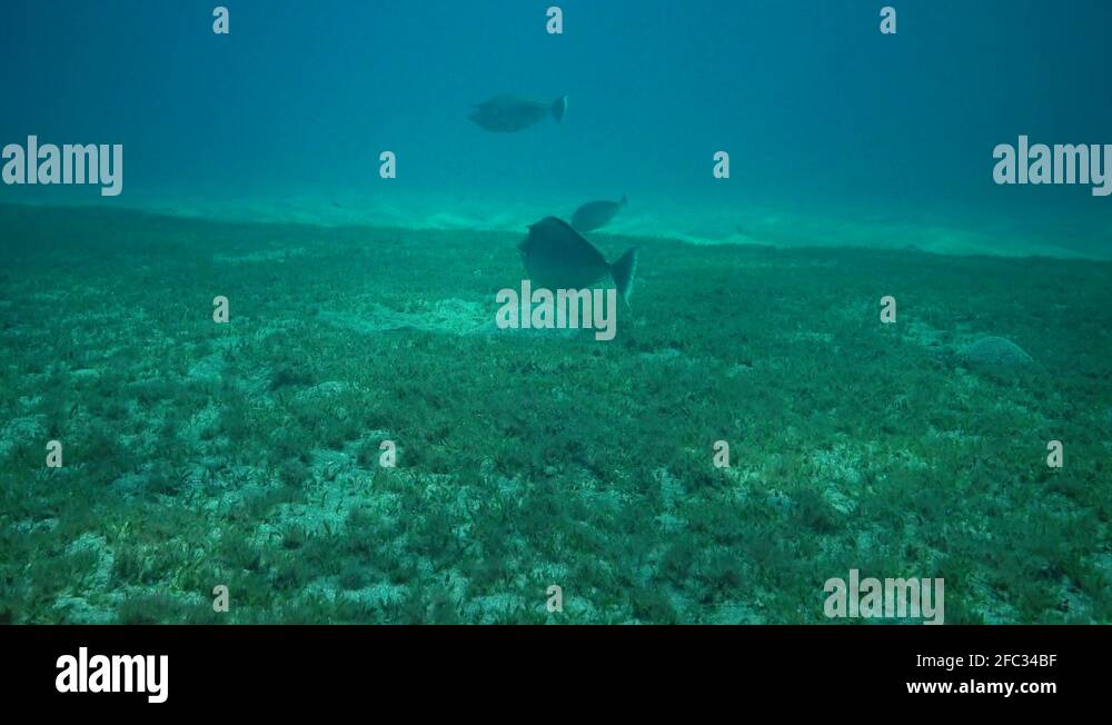 Fish of the Red Sea. Blue spine unicornfish (Naso hexacanthus). The ...