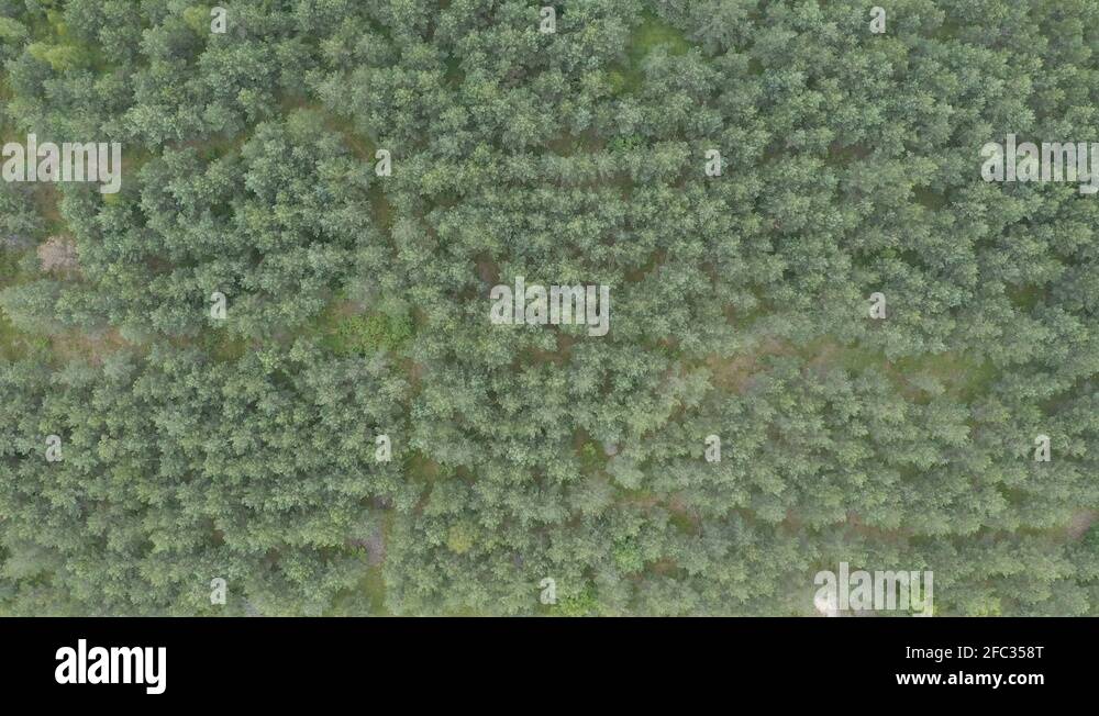 Deforestation. 4k Aerial drone top down view of destroying forest Stock ...