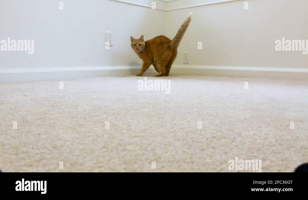 Cat walking towards camera Stock Videos & Footage - HD and 4K Video ...