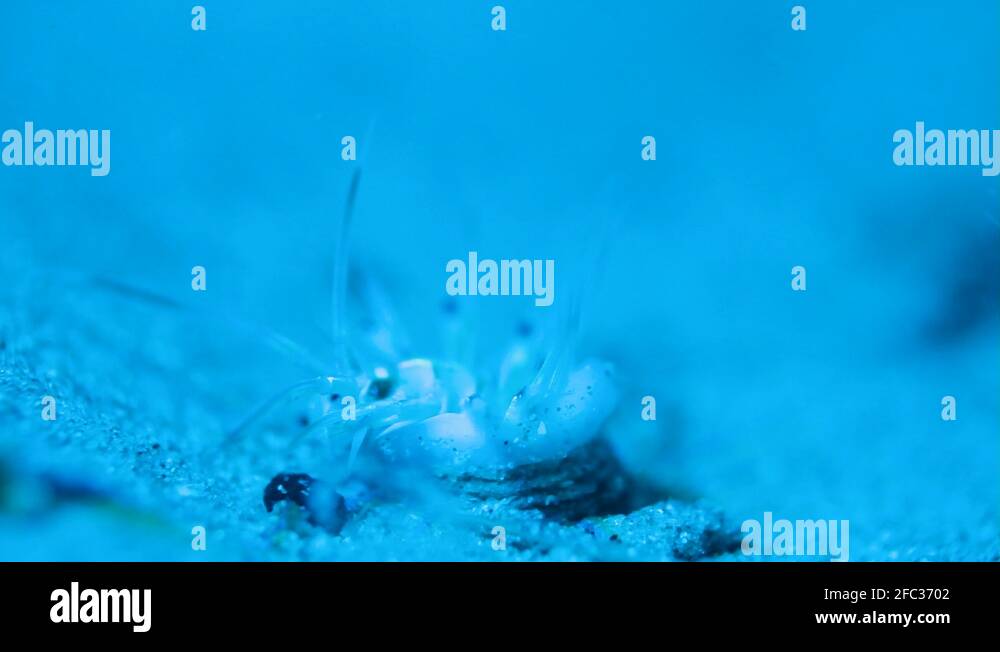 Weird alien looking sea creature filmed using changing coloured ...