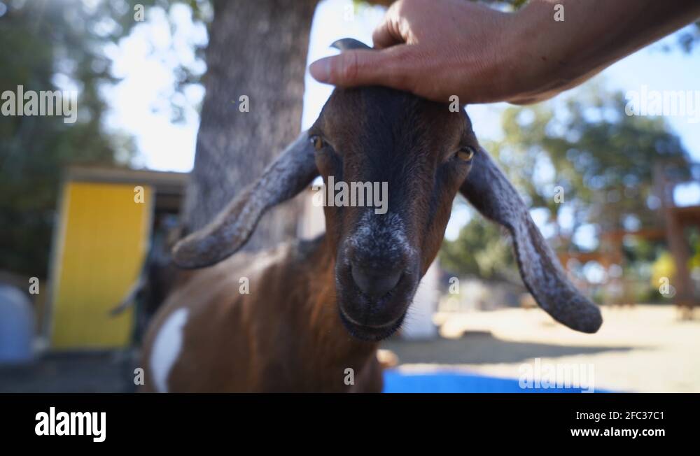 Farm animals sanctuary Stock Videos & Footage - HD and 4K Video Clips ...