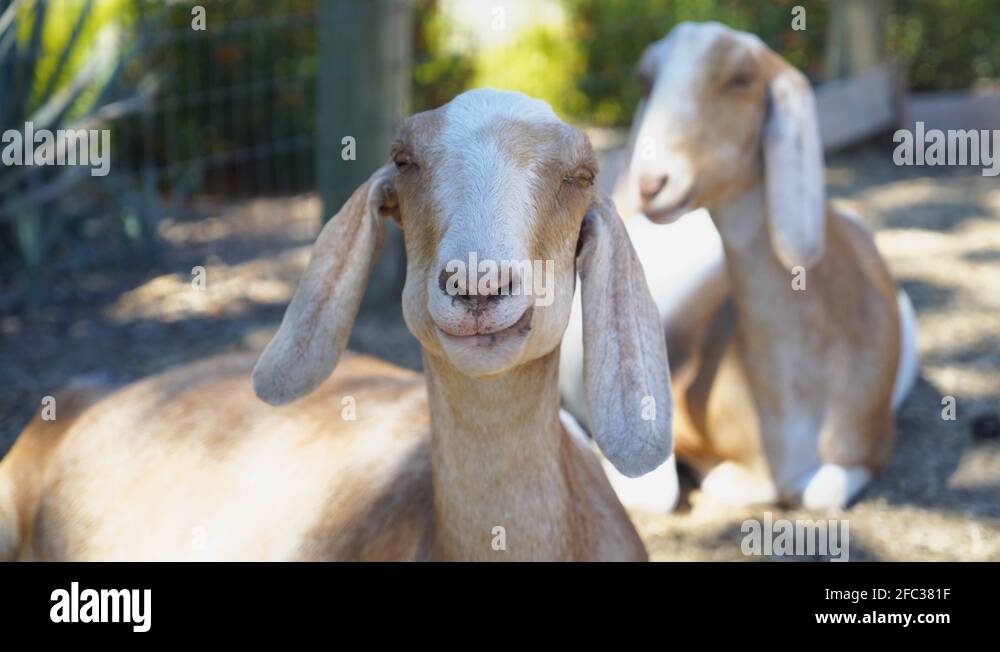 Animal shade Stock Videos & Footage - HD and 4K Video Clips - Alamy