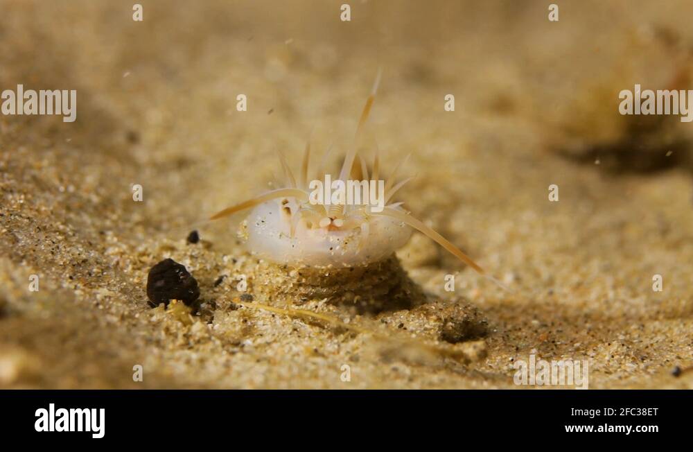 Weird alien looking sea creature filmed underwater with changing ...