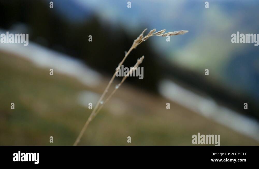 Thin twig Stock Videos & Footage - HD and 4K Video Clips - Alamy