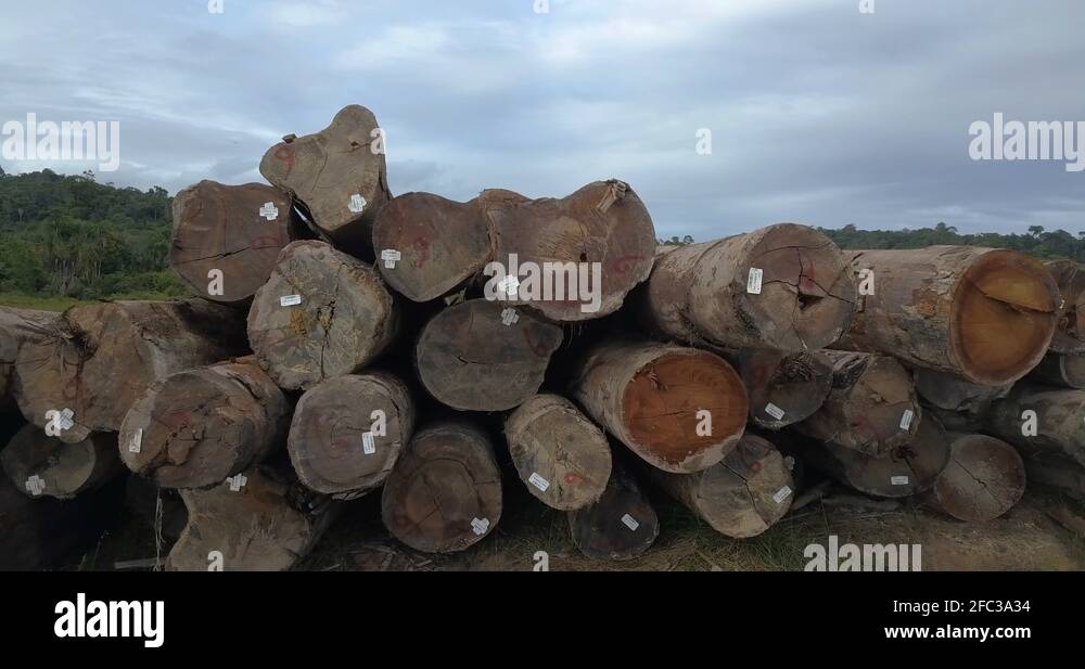 Borneo logging rainforest Stock Videos & Footage - HD and 4K Video ...