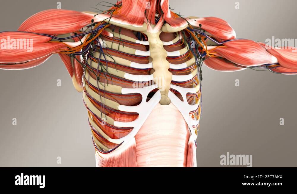 Human Male Anatomy - Respiratory System With Bones, Arteries And Veins ...
