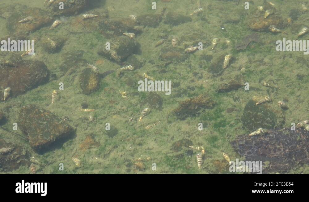 Tower shell Stock Videos & Footage - HD and 4K Video Clips - Alamy