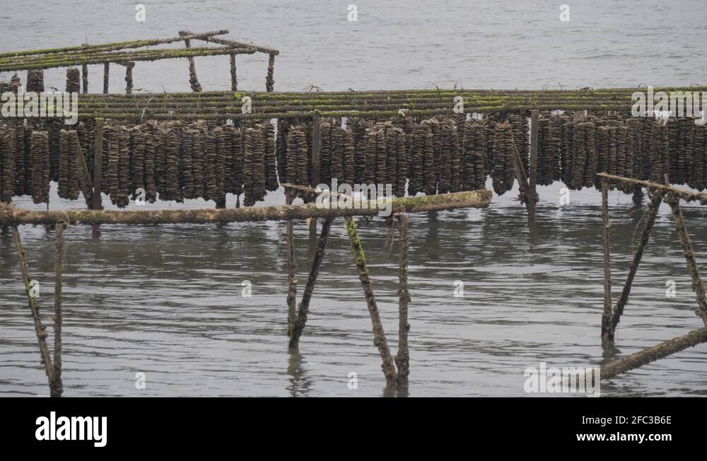 Oyster rack Stock Videos & Footage - HD and 4K Video Clips - Alamy