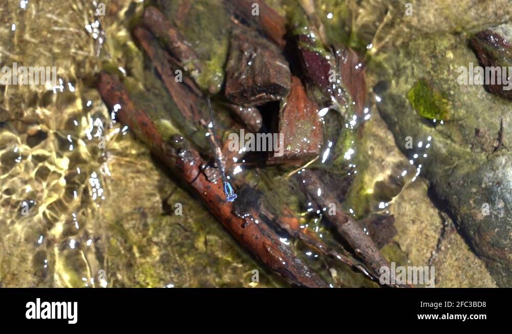 Male and female mating insects Stock Videos & Footage - HD and 4K Video ...