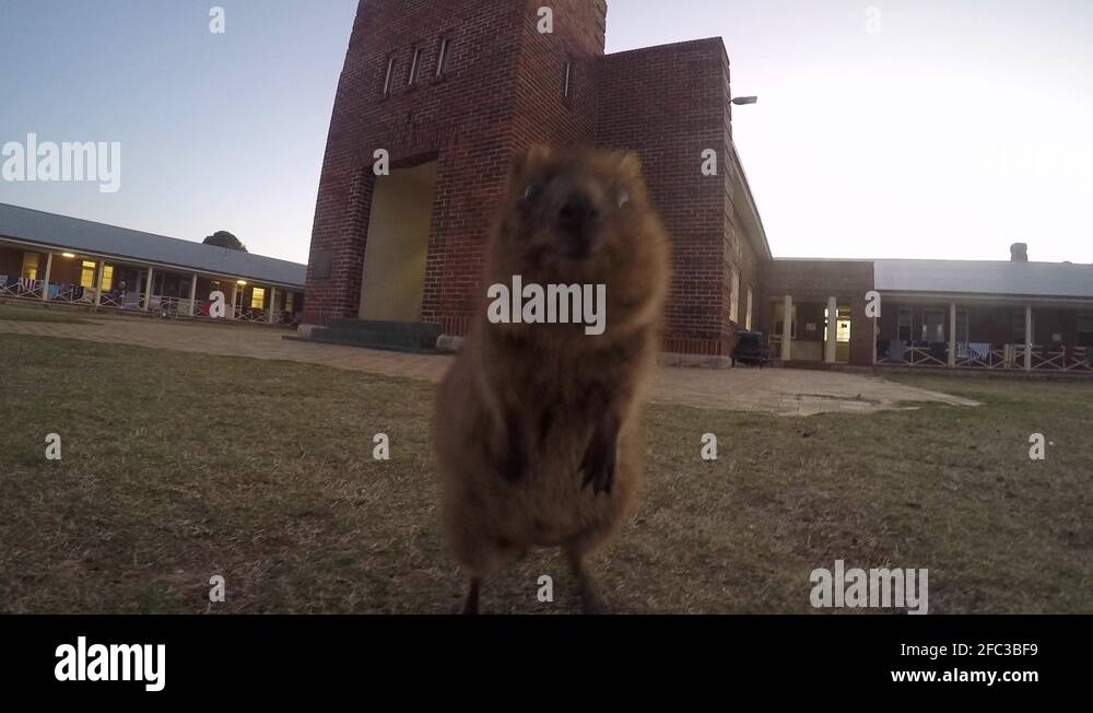 Quokka Stock Videos & Footage - HD and 4K Video Clips - Alamy