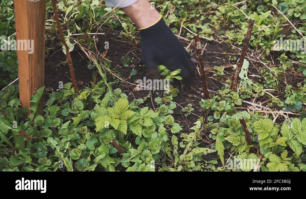 Plucking weeds Stock Videos & Footage - HD and 4K Video Clips - Alamy