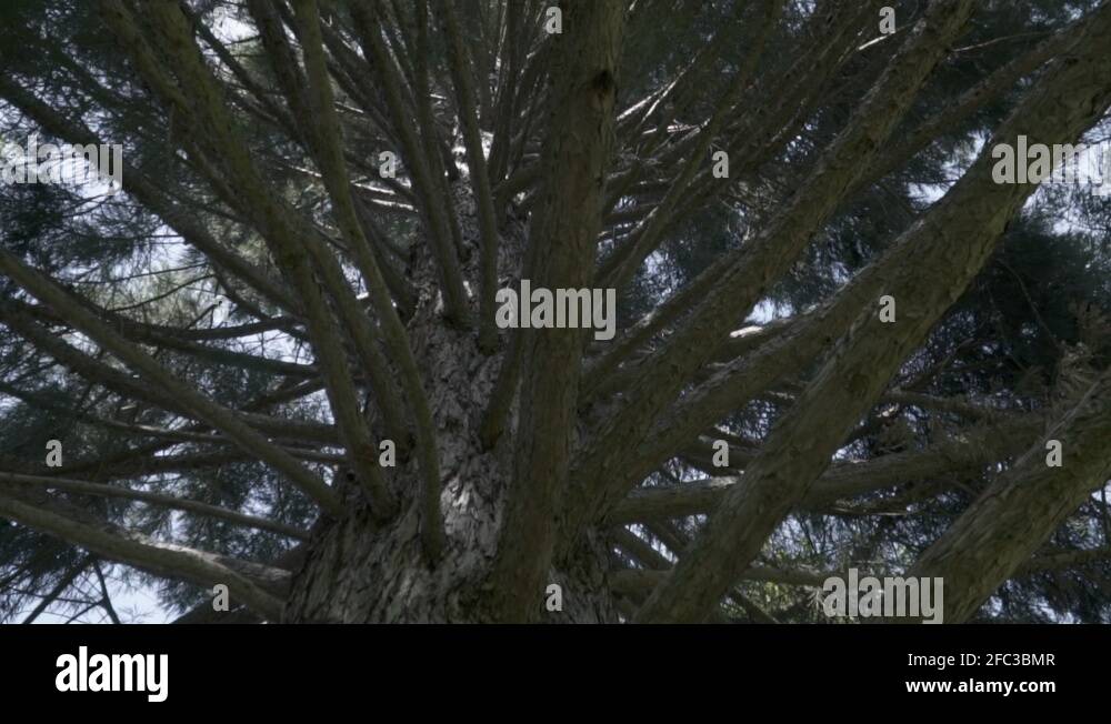 Dramatic branches Stock Videos & Footage - HD and 4K Video Clips - Alamy