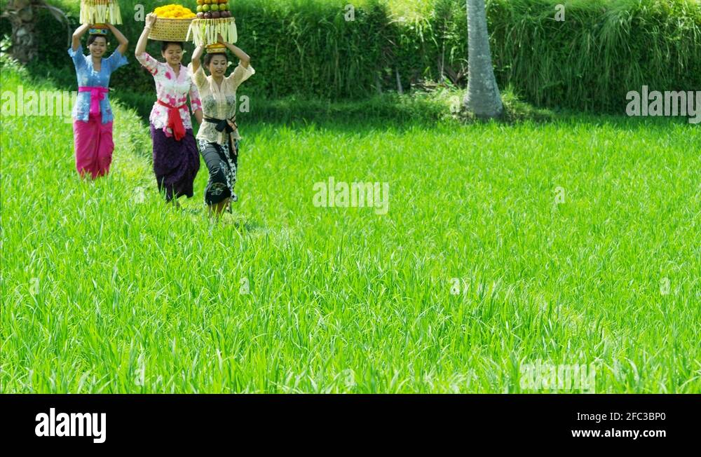 Women in rice fields Stock Videos & Footage - HD and 4K Video Clips - Alamy