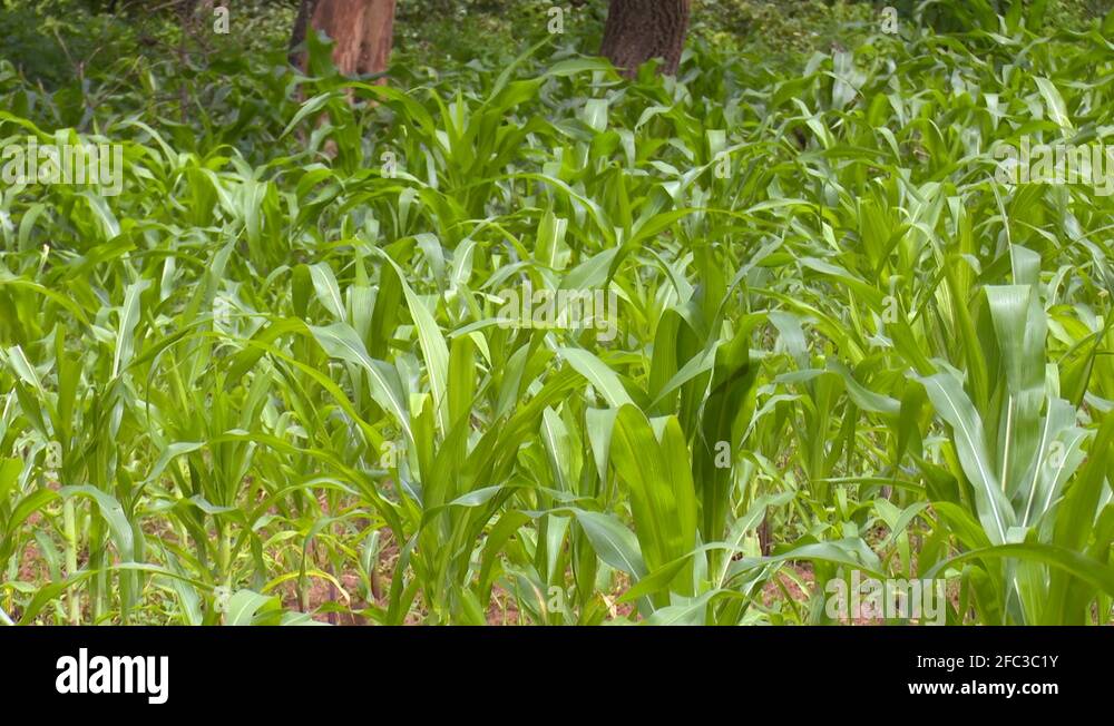 Maize trees Stock Videos & Footage - HD and 4K Video Clips - Alamy