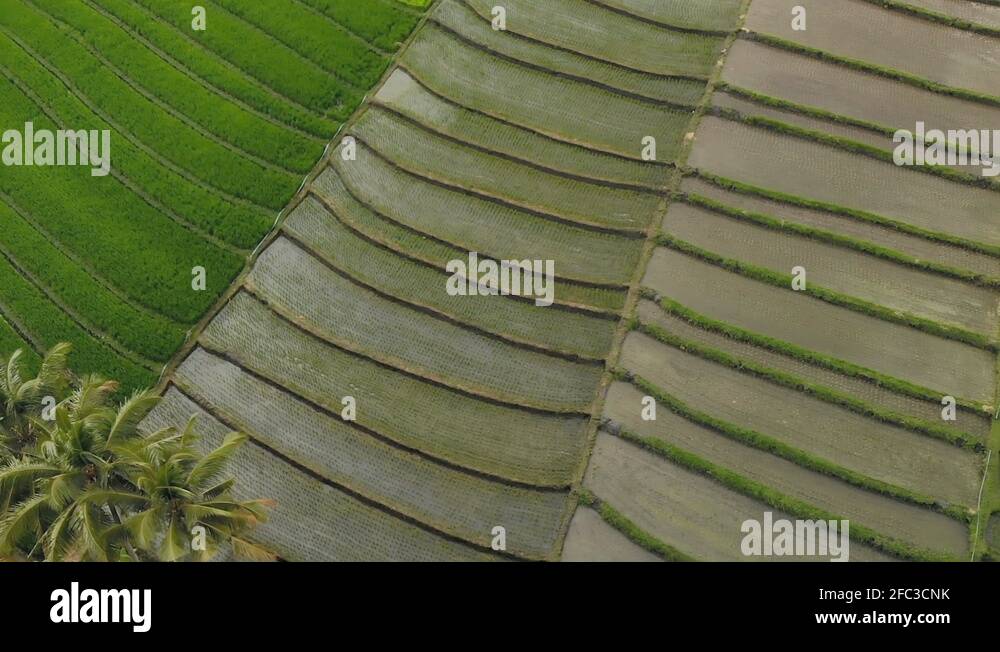 View of rice fields Stock Videos & Footage - HD and 4K Video Clips - Alamy