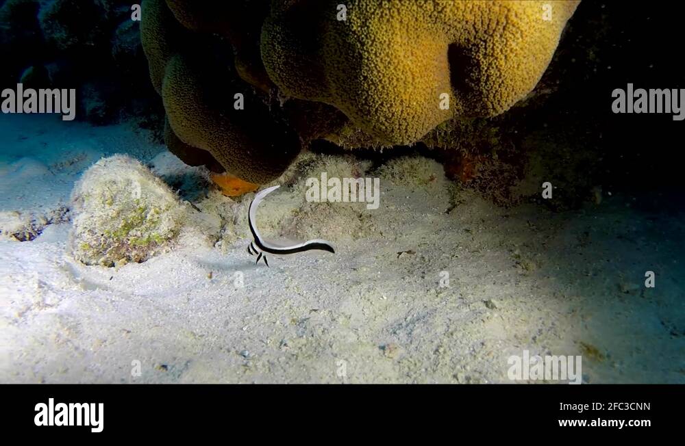 Jackknife Stock Videos & Footage - HD and 4K Video Clips - Alamy