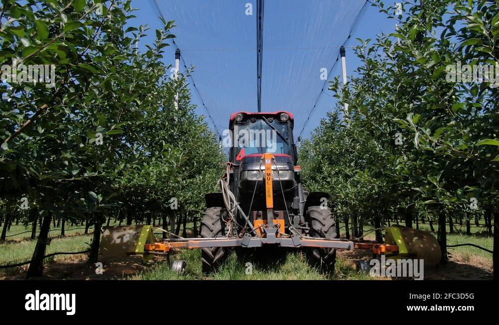 Tractor with sprayers is driving aisle of apple trees and spraying ...