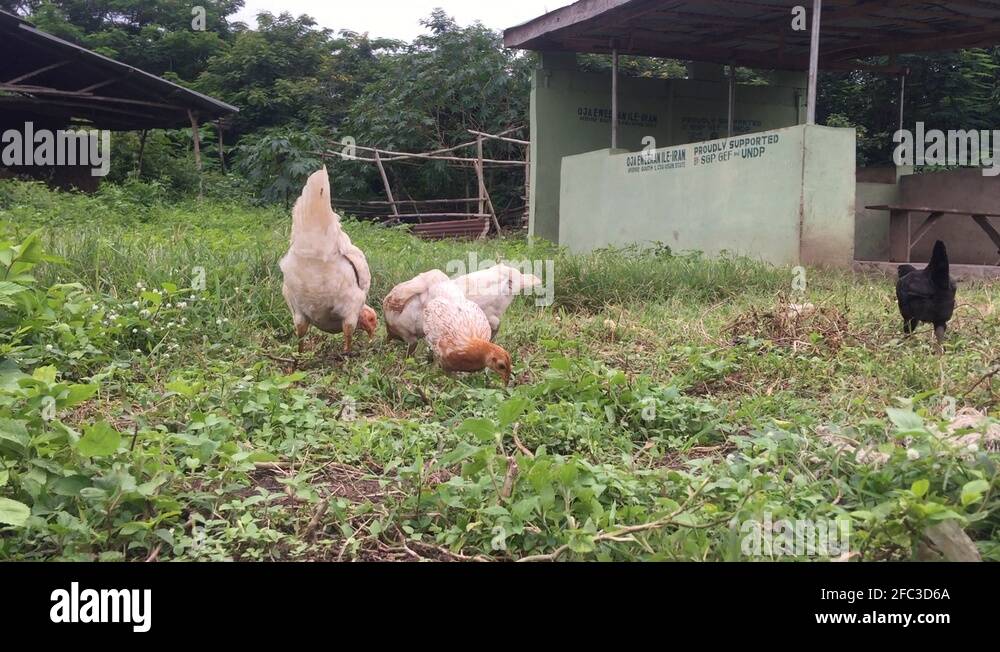Excited chicken Stock Videos & Footage - HD and 4K Video Clips - Alamy