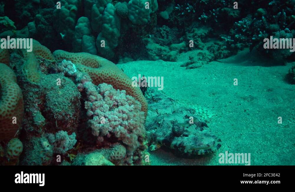 Fish of the Red Sea. Lying on the bottom Carpet flathead ...
