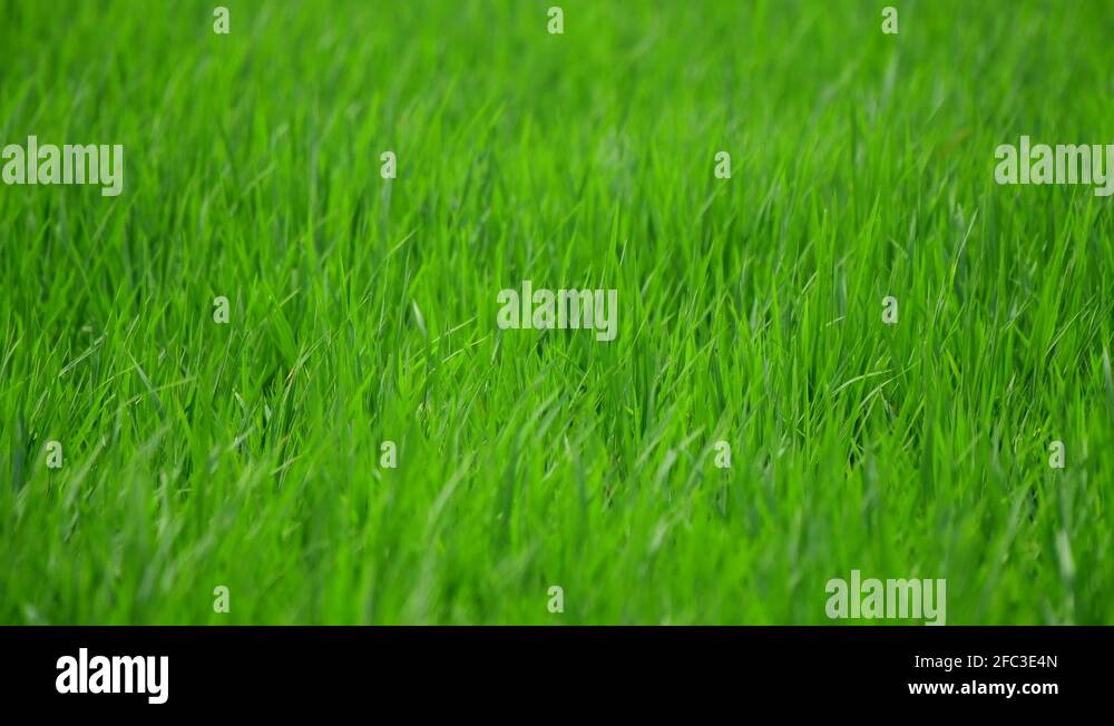 Backdrop for agriculture Stock Videos & Footage - HD and 4K Video Clips ...