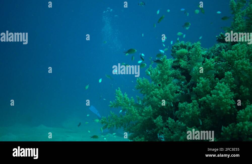 Fish hunt and swim over a coral reef. Divers watch the fish. Red sea ...