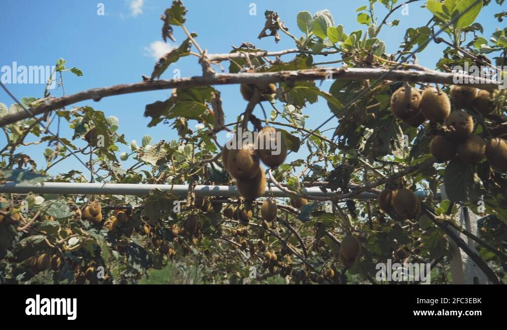 Fruits field Stock Videos & Footage - HD and 4K Video Clips - Alamy
