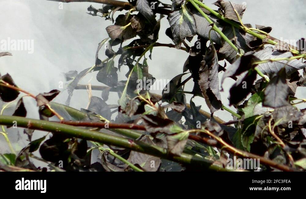 Beginning forest fire - burning and Smoking plants and trees Stock ...