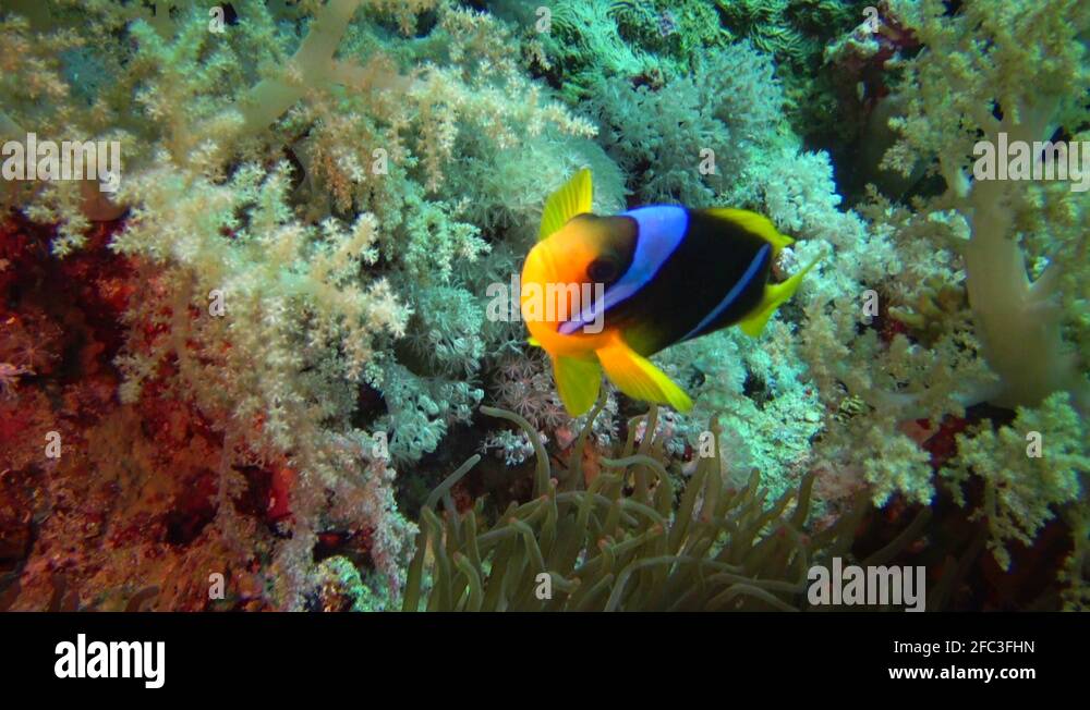 Fish of the Red Sea. Red Sea Anemonefish (Amphiprion bicinctus). A ...