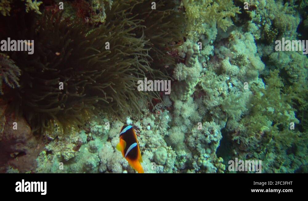 Fish of the Red Sea. Red Sea Anemonefish (Amphiprion bicinctus). A ...