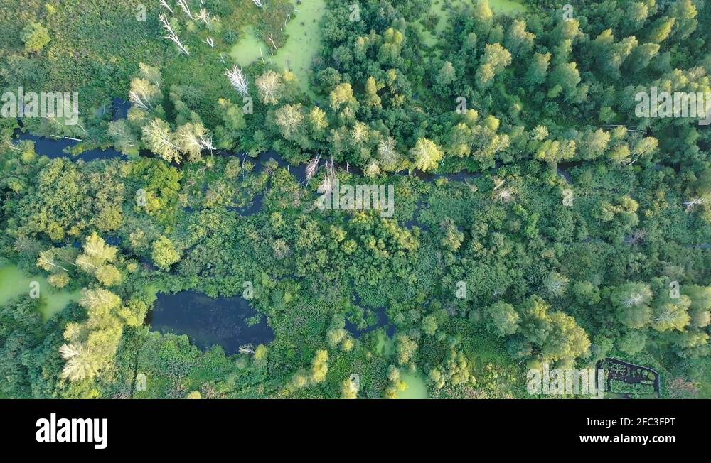 Swamp marsh wetland boardwalk Stock Videos & Footage - HD and 4K Video ...