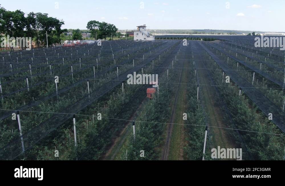 Anti hail protection netting is covering the apple trees at the orchard ...