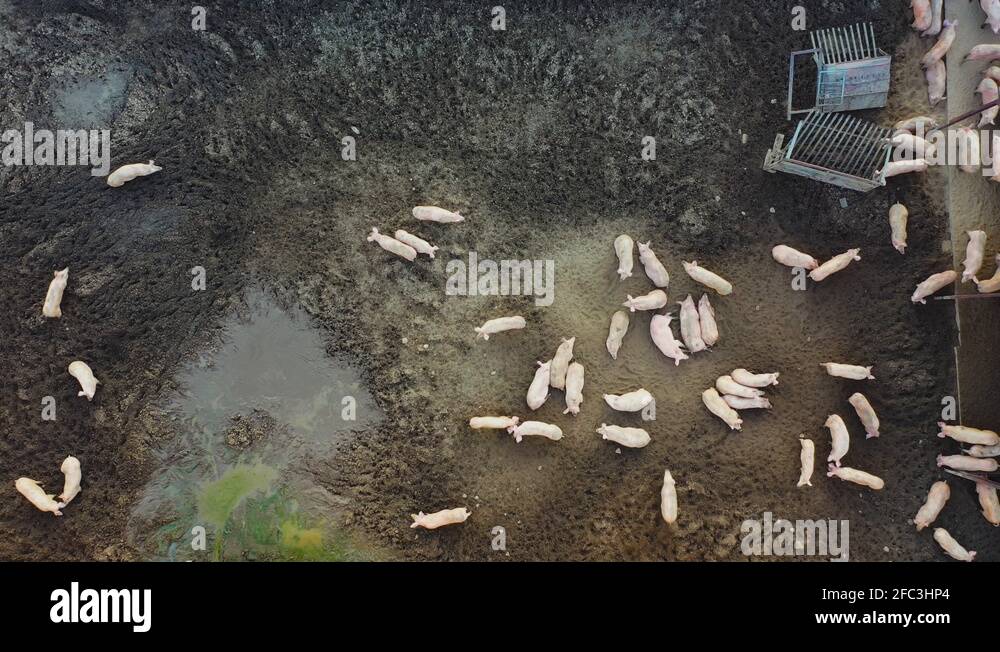 Pigs farm aerial Stock Videos & Footage - HD and 4K Video Clips - Alamy