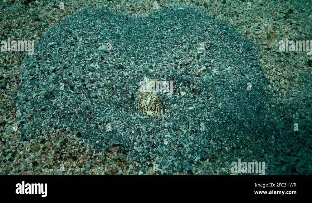 Burrowing snake eel (Pisodonophis cancrivoris), Fish head sticking out ...