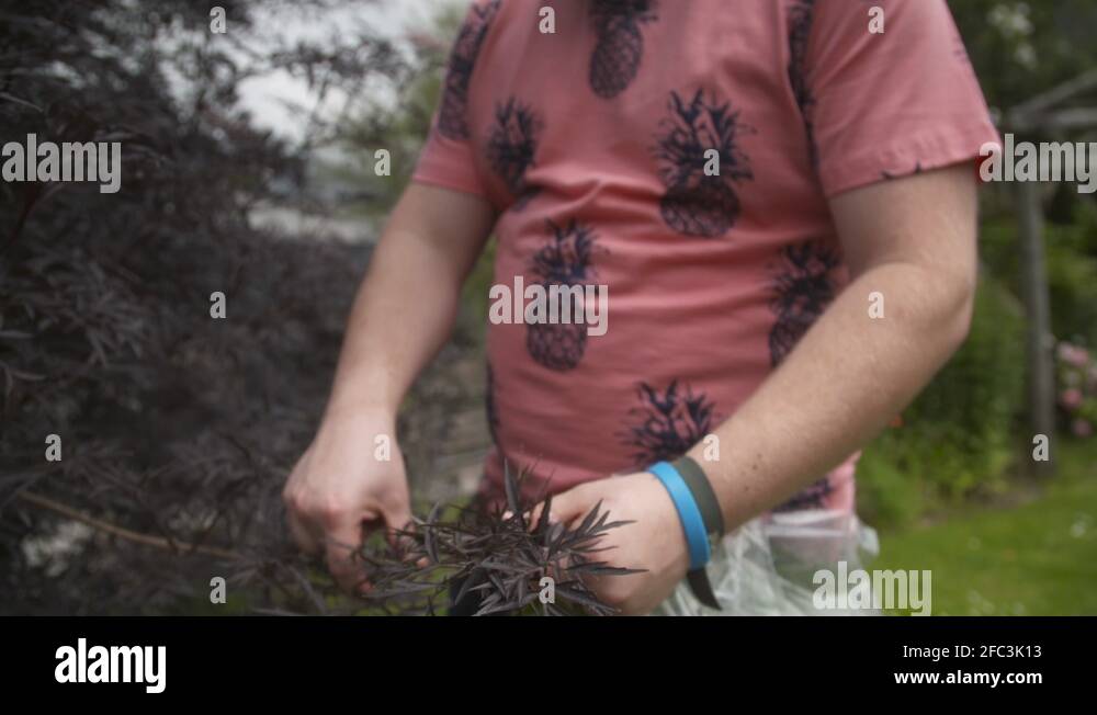 Foraging with kids Stock Videos & Footage - HD and 4K Video Clips - Alamy