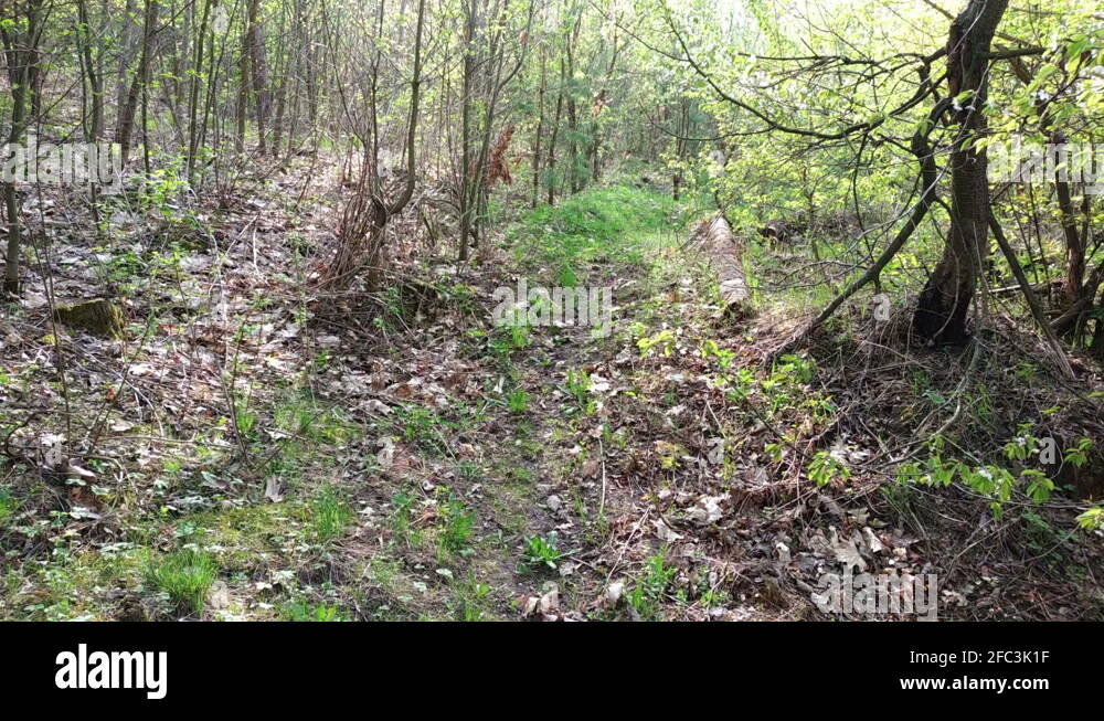 Forest insects Stock Videos & Footage - HD and 4K Video Clips - Alamy