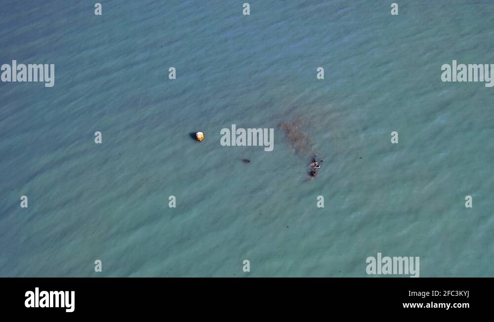 Pod of seals Stock Videos & Footage - HD and 4K Video Clips - Alamy