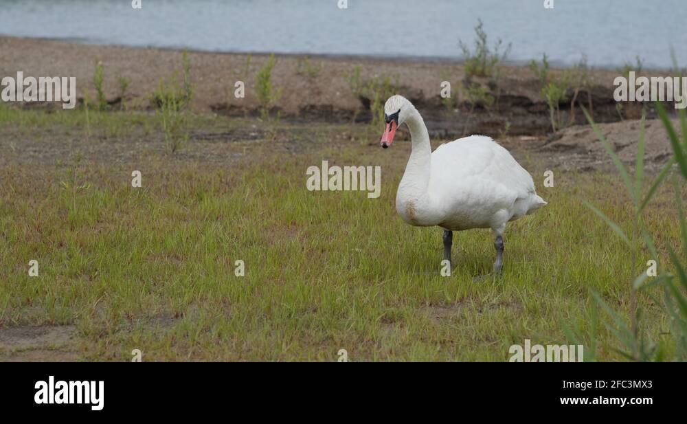 Swan walk Stock Videos & Footage - HD and 4K Video Clips - Alamy