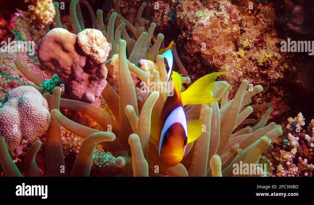 Fish of the Red Sea. Red Sea Anemonefish (Amphiprion bicinctus). A ...
