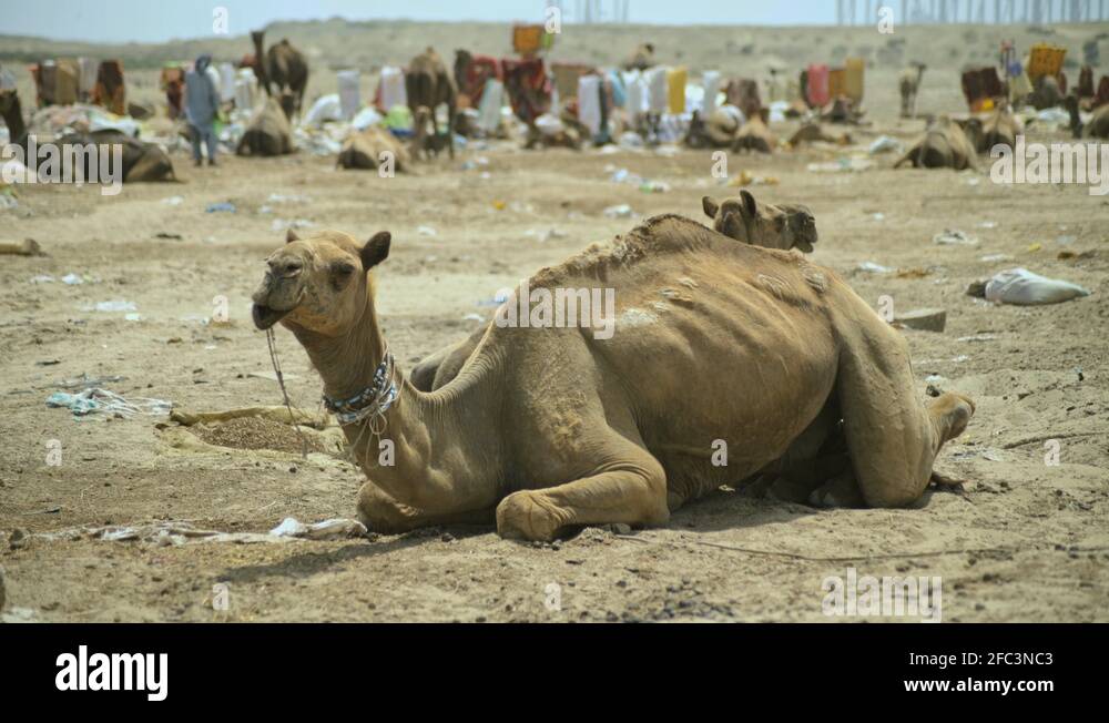Camel in desert pakistan Stock Videos & Footage - HD and 4K Video Clips ...