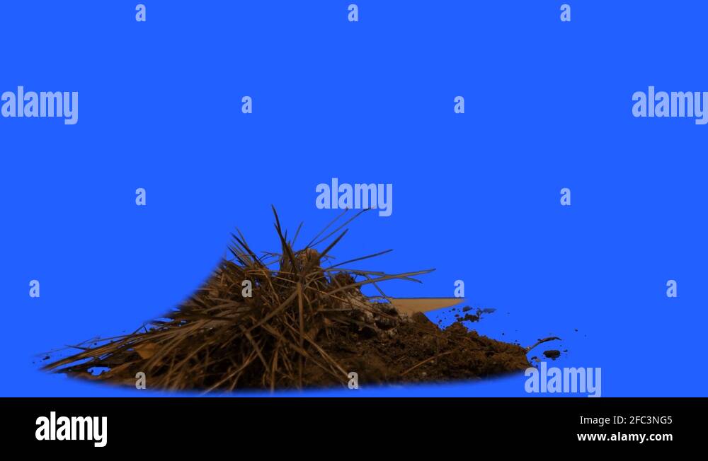 Zombie rising from the dead Stock Videos & Footage - HD and 4K Video ...