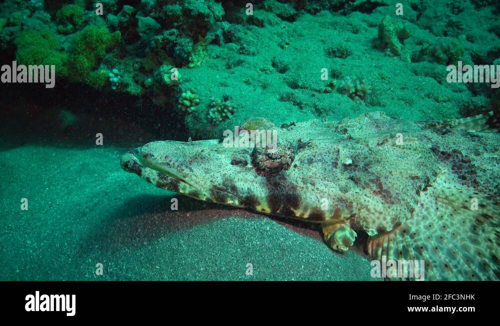 Fish of the Red Sea. Lying on the bottom Carpet flathead ...
