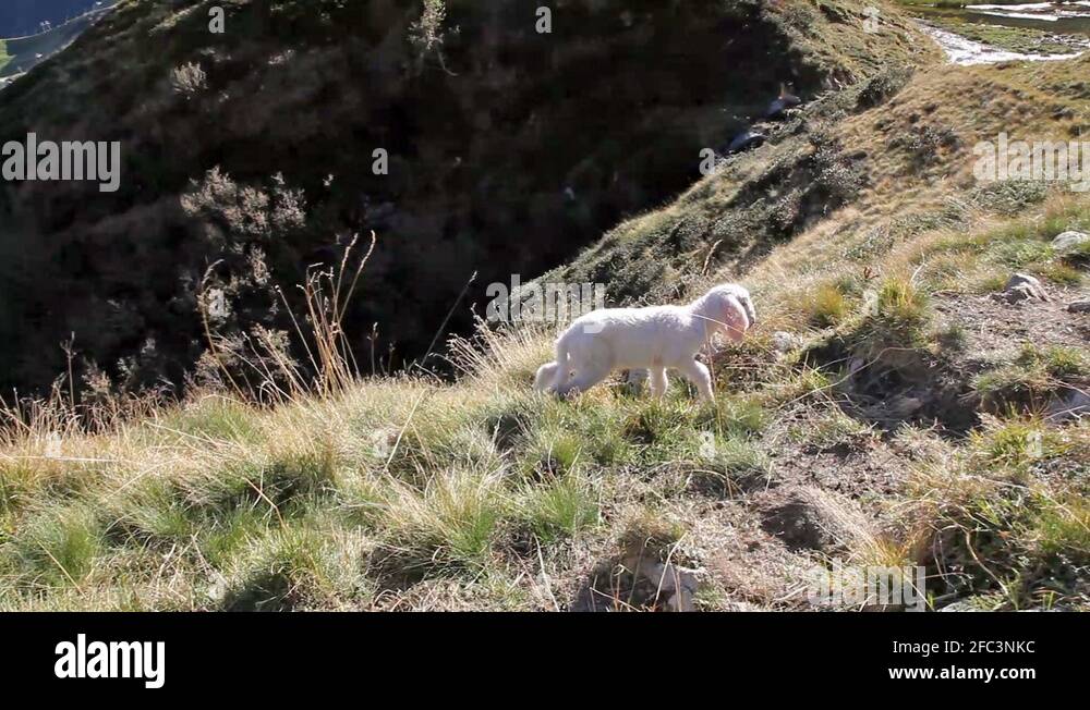 Crying lamb sheep Stock Videos & Footage - HD and 4K Video Clips - Alamy