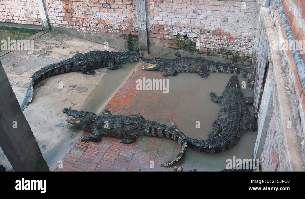 Crocodiles in cage Stock Videos & Footage - HD and 4K Video Clips - Alamy