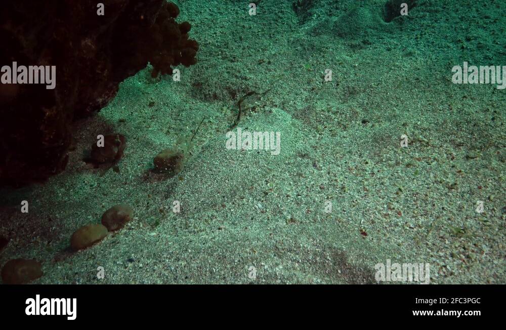 Moses with animal Stock Videos & Footage - HD and 4K Video Clips - Alamy