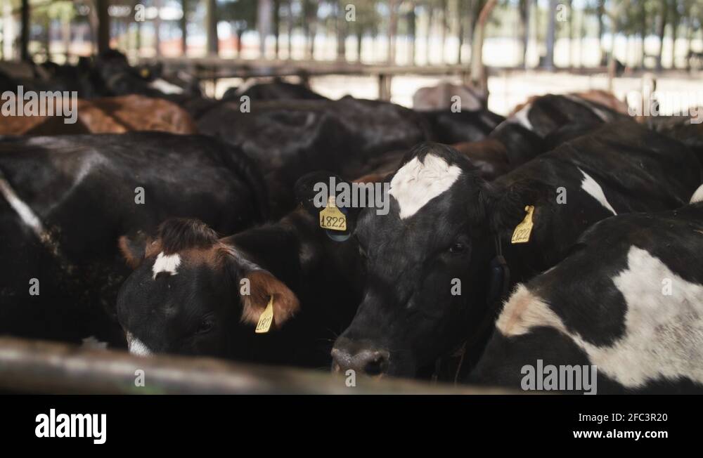 Herd of dairy cattle Stock Videos & Footage - HD and 4K Video Clips - Alamy