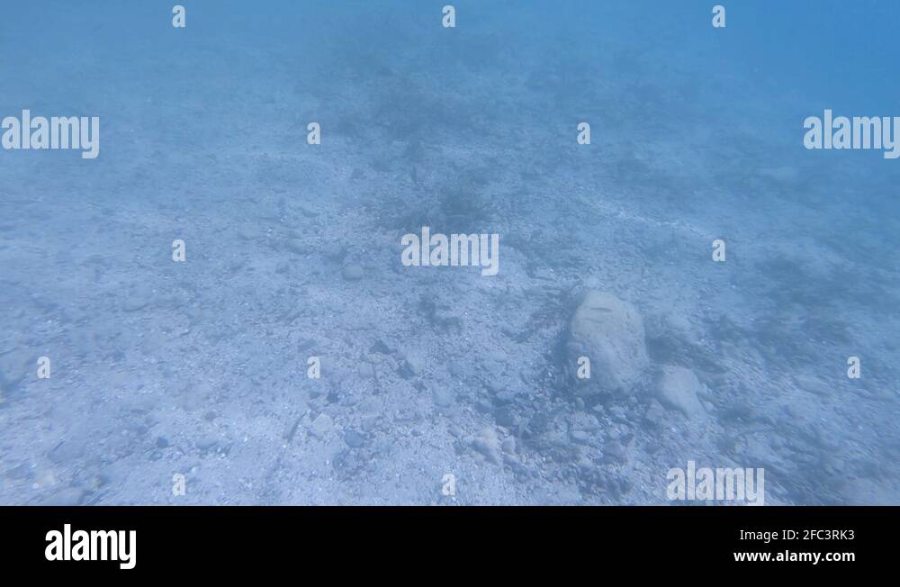 Pan underwater Stock Videos & Footage - HD and 4K Video Clips - Alamy