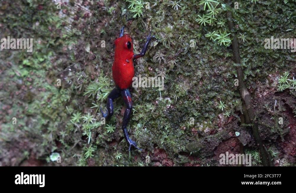 Rainforest tree frog Stock Videos & Footage - HD and 4K Video Clips - Alamy