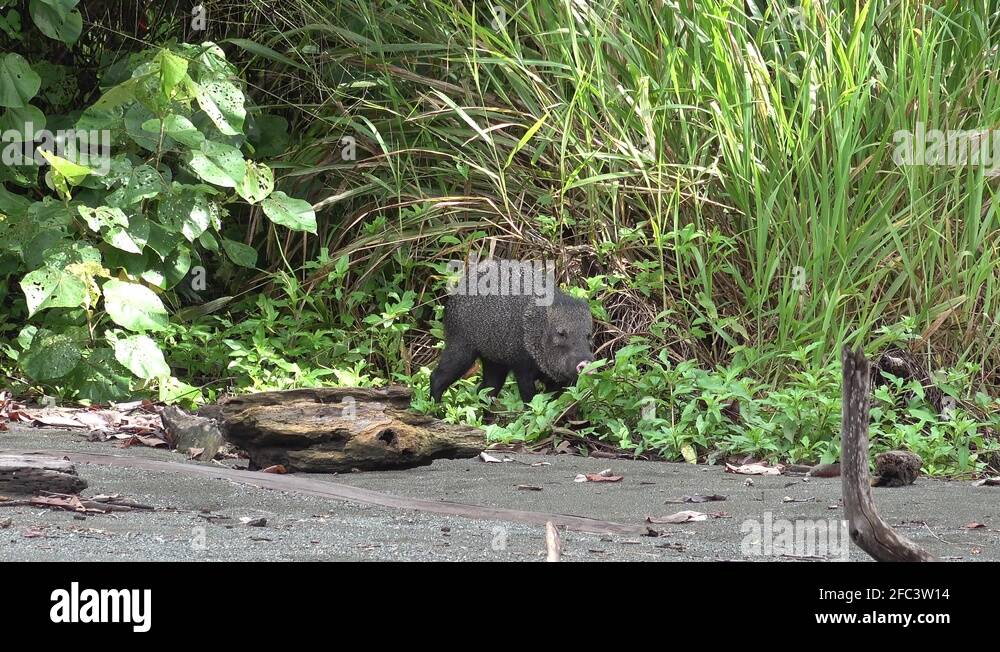 Collared Peccary feed by the edge of lowland rainforest by the beach ...