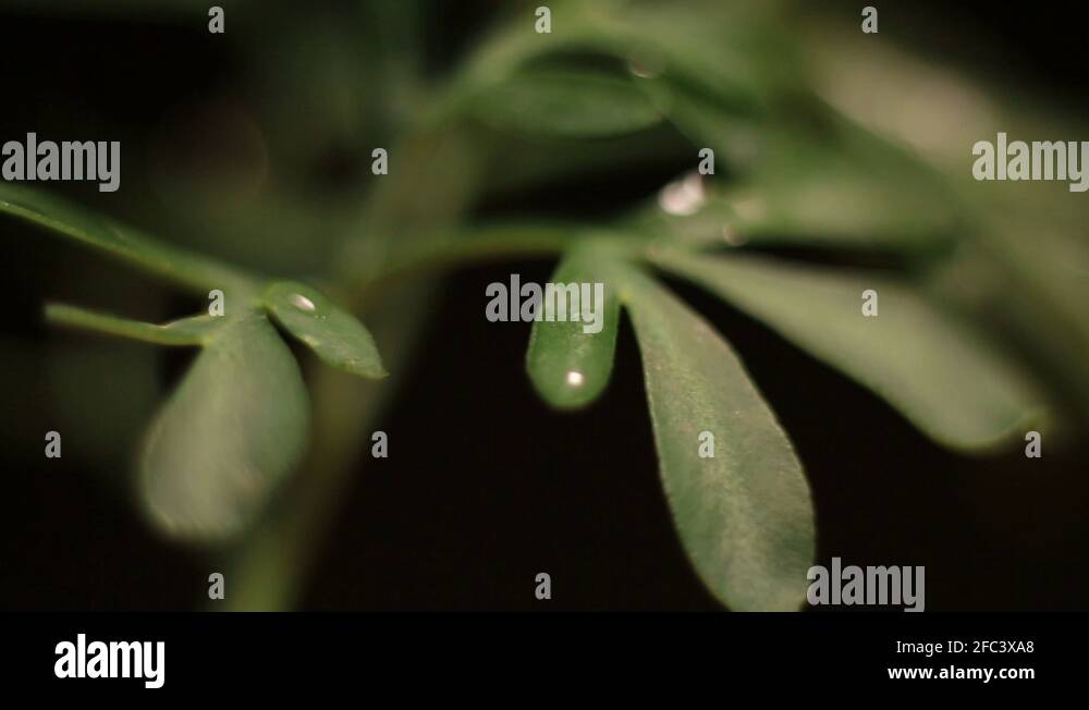 Common rue ruta graveolens leaves Stock Videos & Footage - HD and 4K ...